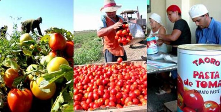 Este es el proceso del tomate al natural enlatado - Infoagro