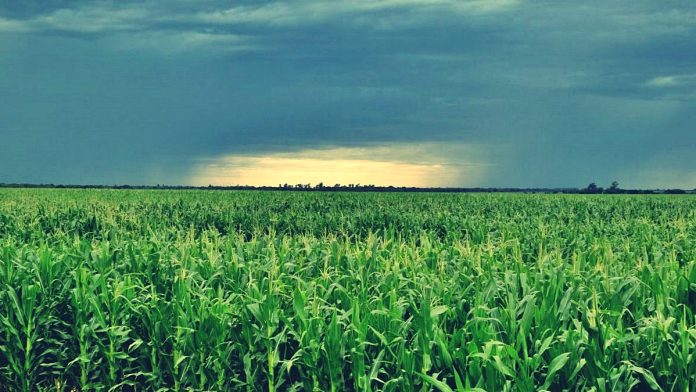 ¿Qué impacto tiene el fenómeno de El Niño en la soja y maíz en ...