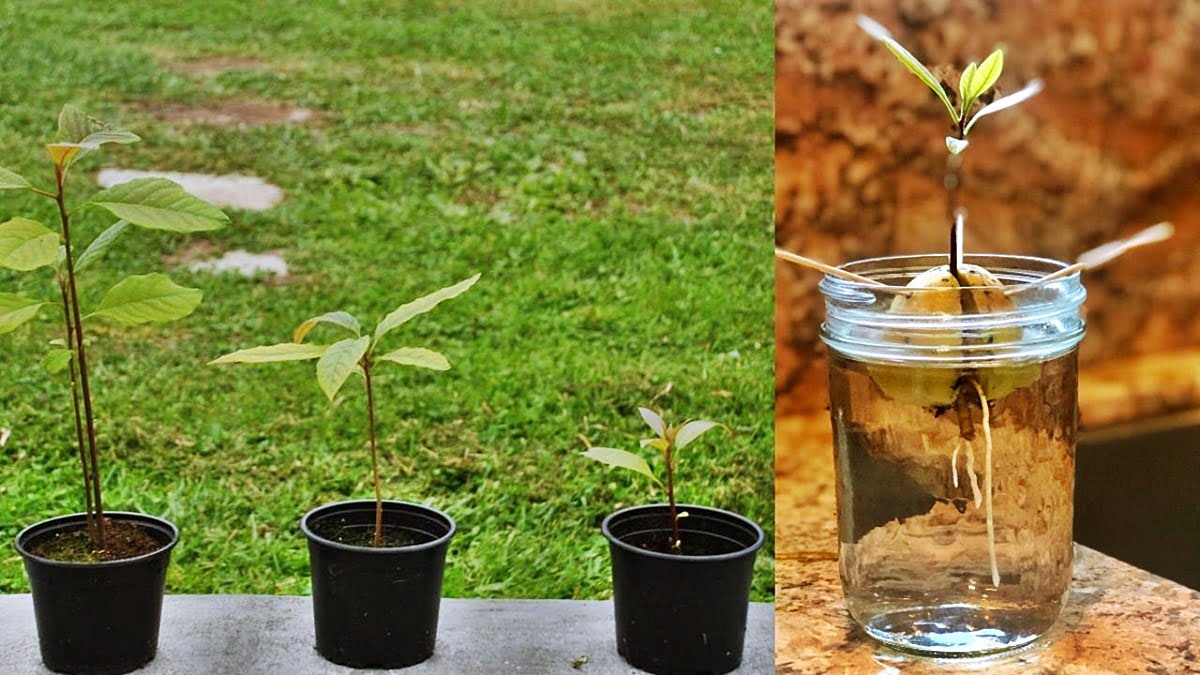 ¡Si tienes el carozo, así de fácil podes cultivar palta en una maceta ...