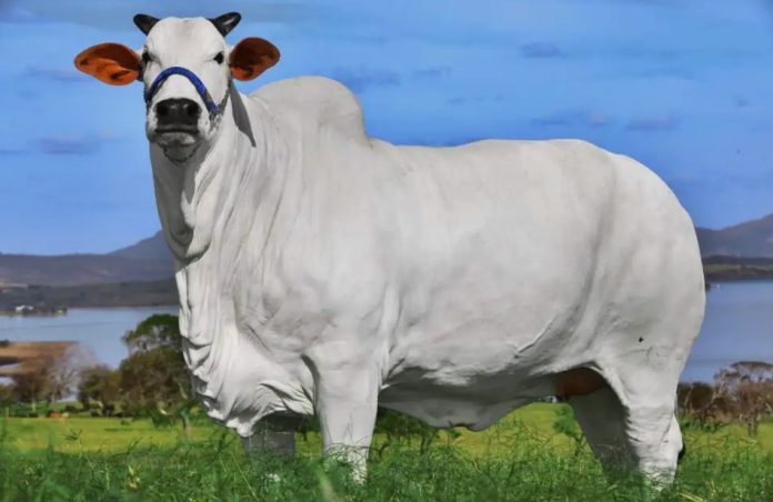 ¿Cuánto costó la vaca más linda y cara del mundo? - Infoagro