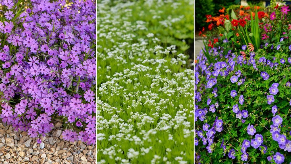 Mini flores, máximo impacto: 5 especies para tu jardín en primavera ...