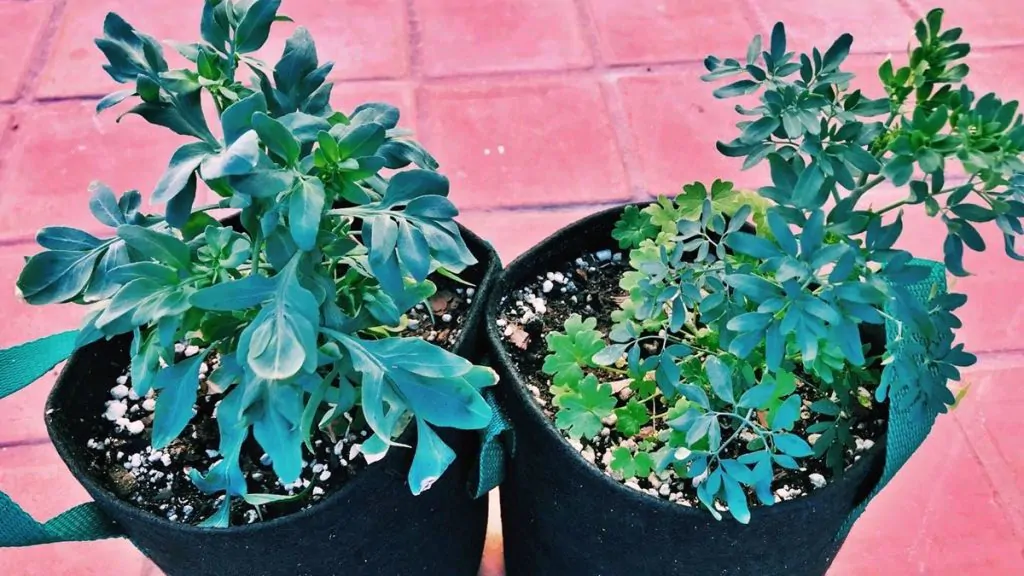 Ruda macho y hembra: estas son las diferencias que existen entre estas ...