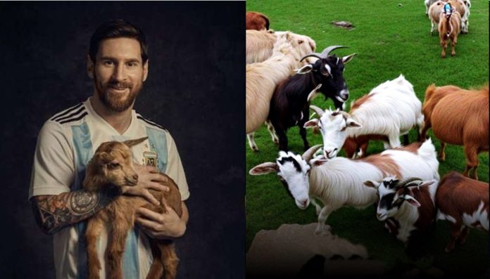 ¿Pueden ver el rostro de Messi creado por cabras en esta foto? - Infoagro