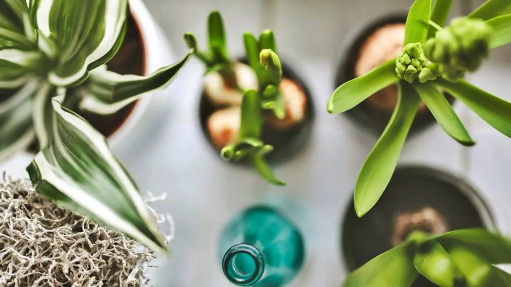 Secretos revelados: Cómo las plantas sobreviven al cambio de estaciones ...