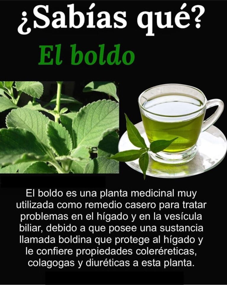 Boldo: ¿Qué es y para que se utiliza? - Infoagro