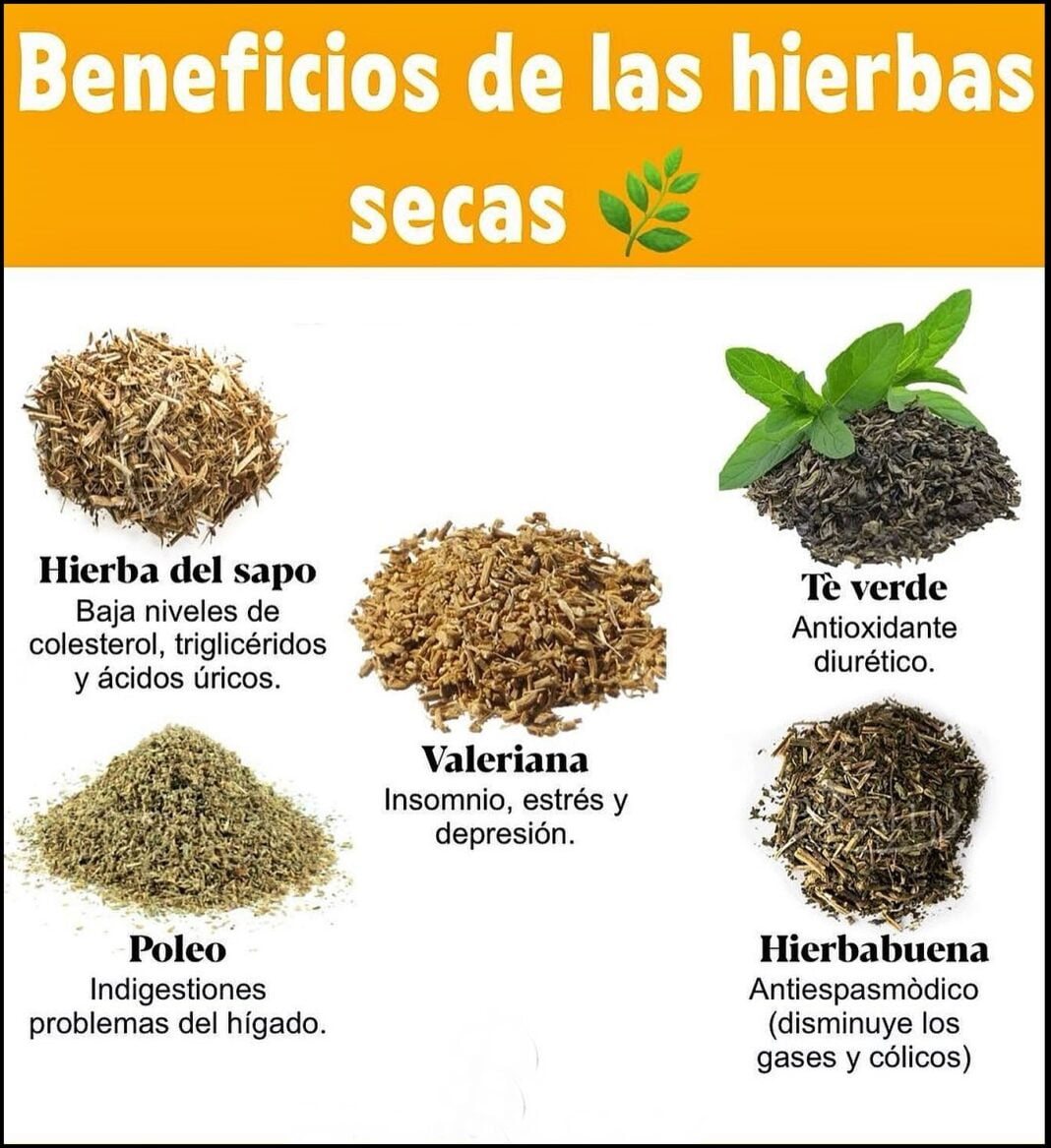 ¡Sabor y salud en un puñado! Descubre las 5 hierbas secas más ...