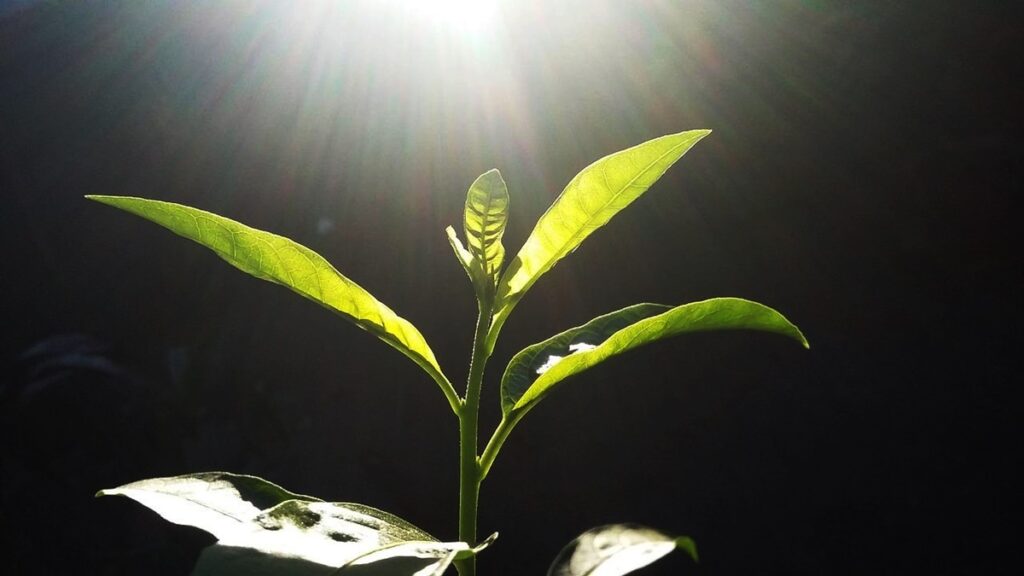 Dar sombra a nuestros cultivos, clave para evitar el exceso de ...