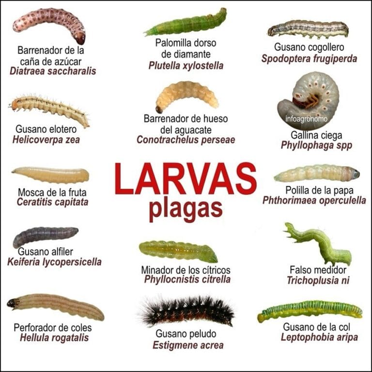 Las larvas: Un gran desafío para los cultivos "una bomba diminuta ...