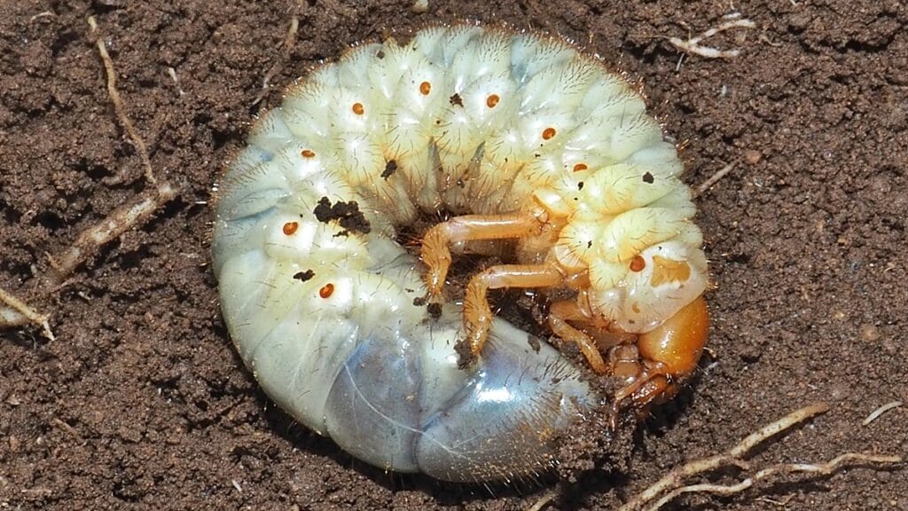 Las larvas: Un gran desafío para los cultivos "una bomba diminuta ...