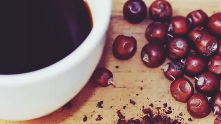 ¿Cómo elabora el café de mistol ? Los secretos del placer - Infoagro