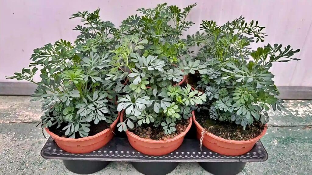 Aquí está la clave ¿Cómo identificar correctamente tu planta de ruda ...