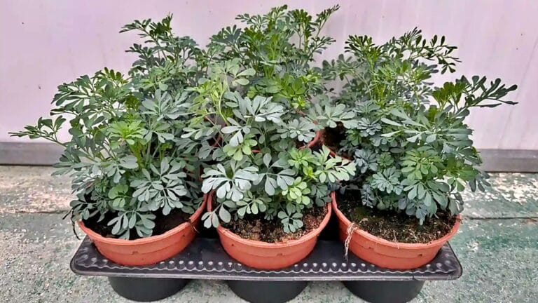 Aquí está la clave ¿Cómo identificar correctamente tu planta de ruda ...