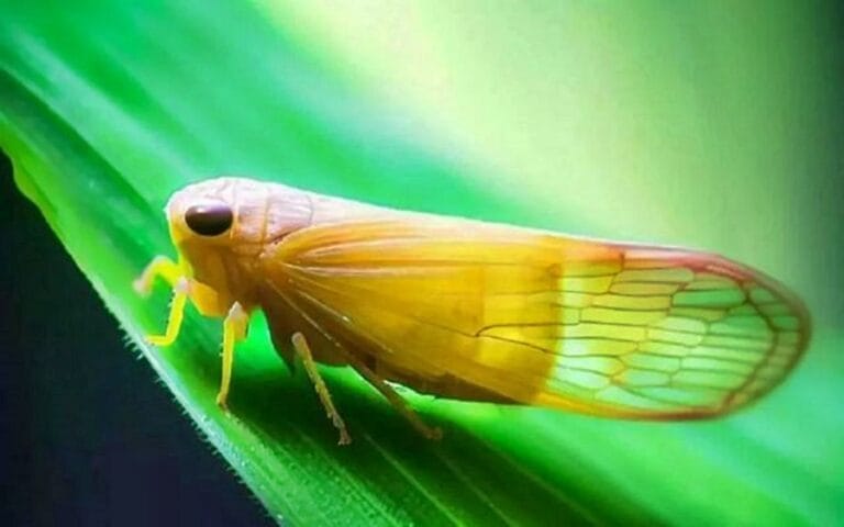 Chicharrita del maíz: ¿Vuelve el insecto? Esto indica el 8° monitoreo ...