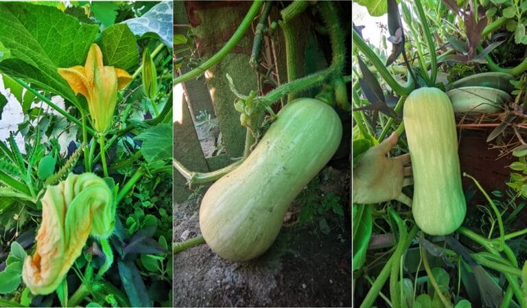 La siembra y cultivo del zapallo anco en verano en Argentina - Infoagro