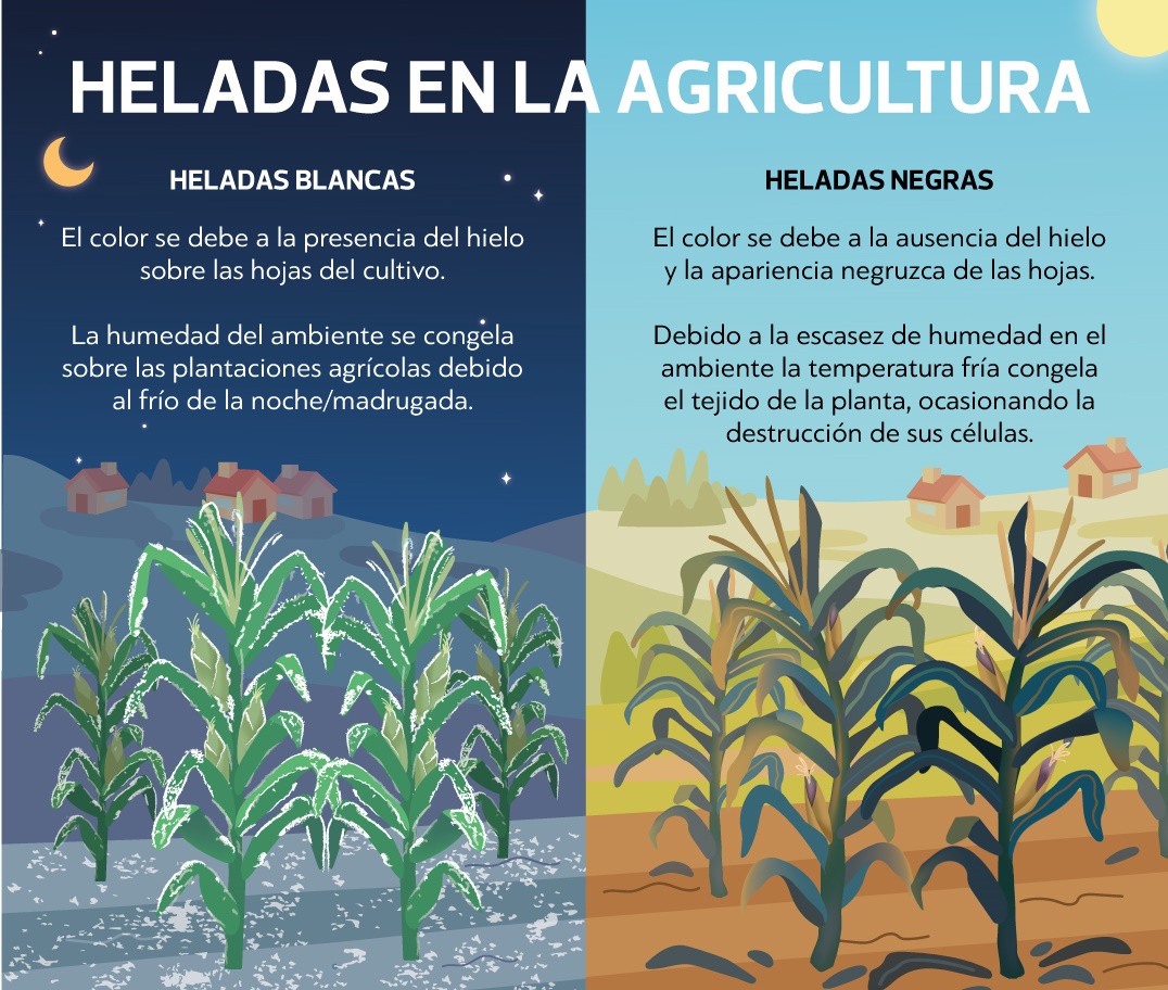¿Qué tipo de heladas existen y como se producen? - Infoagro