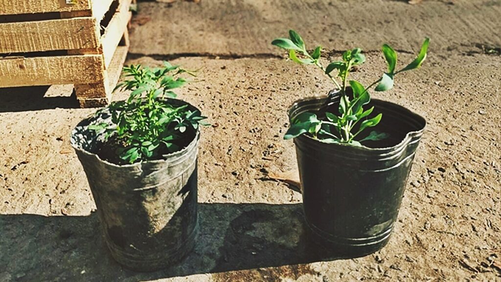 Cómo identificar la ruda macho de la ruda hembra desde el plantín ...