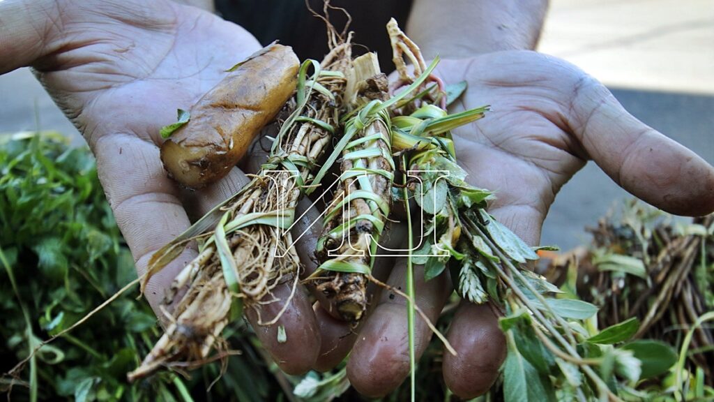 Este es el yuyo que amenaza a los suelos agrícolas y se hace ...